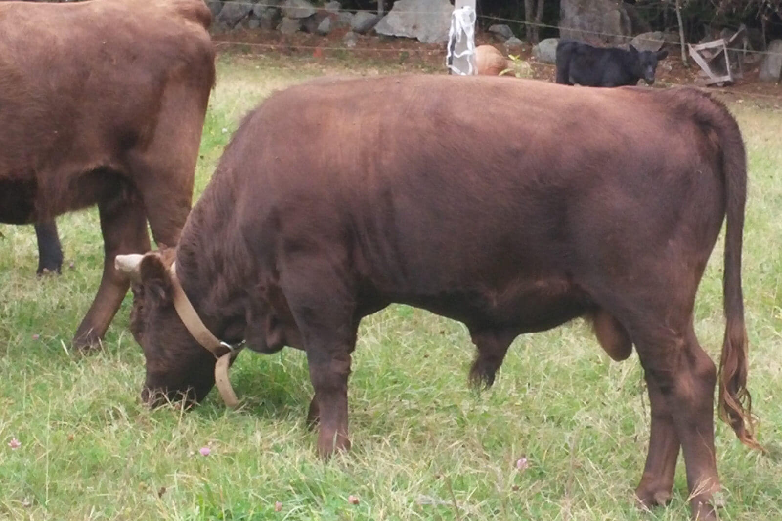 Miniature Cows For Sale