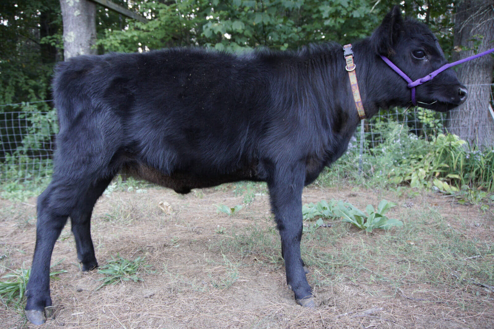 Miniature Cows For Sale