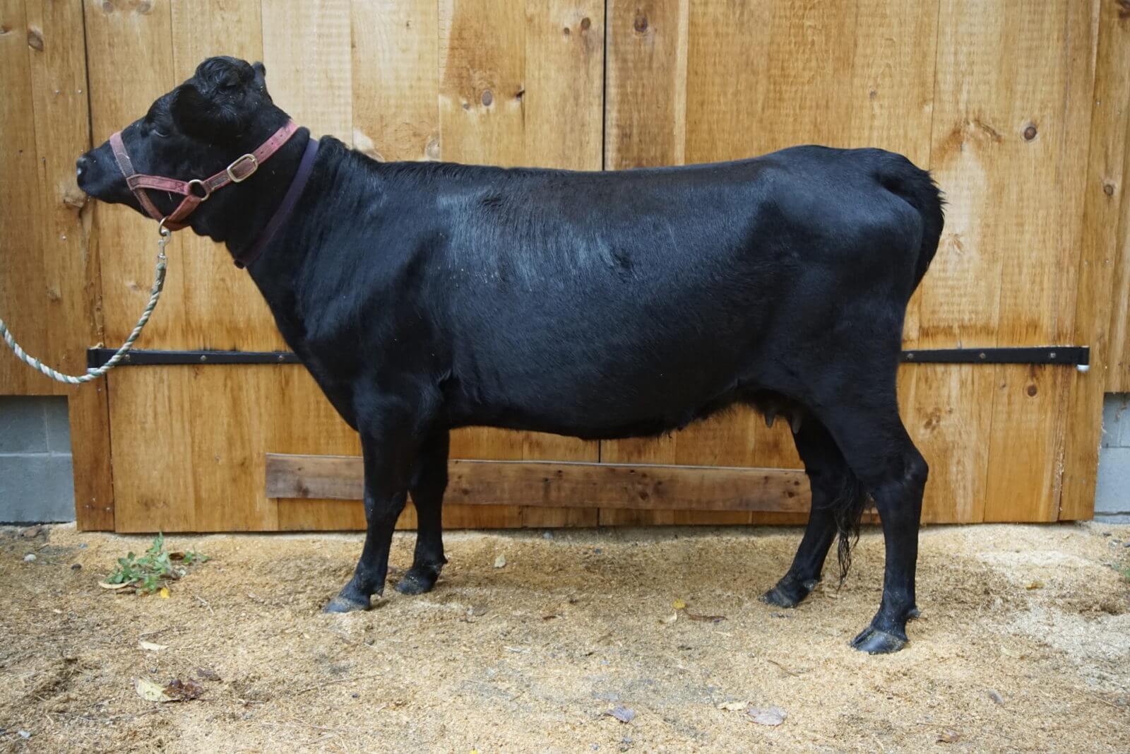 Miniature Cows For Sale