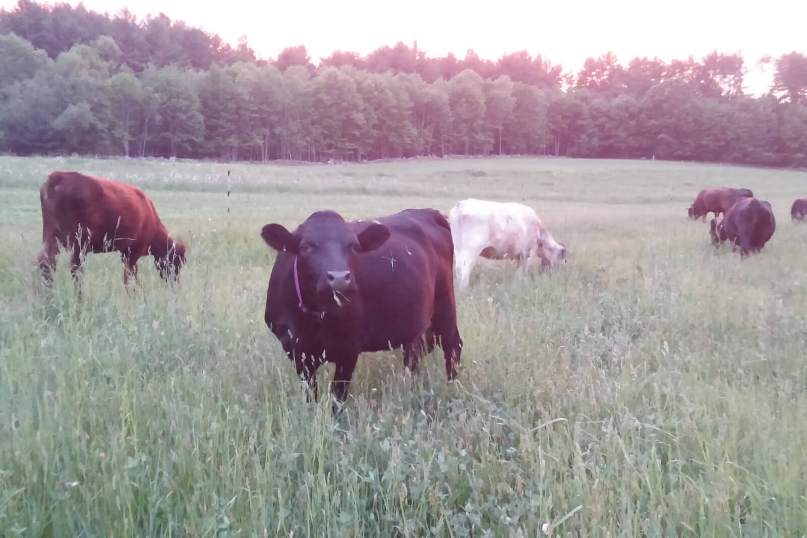 Miniature Cows For Sale