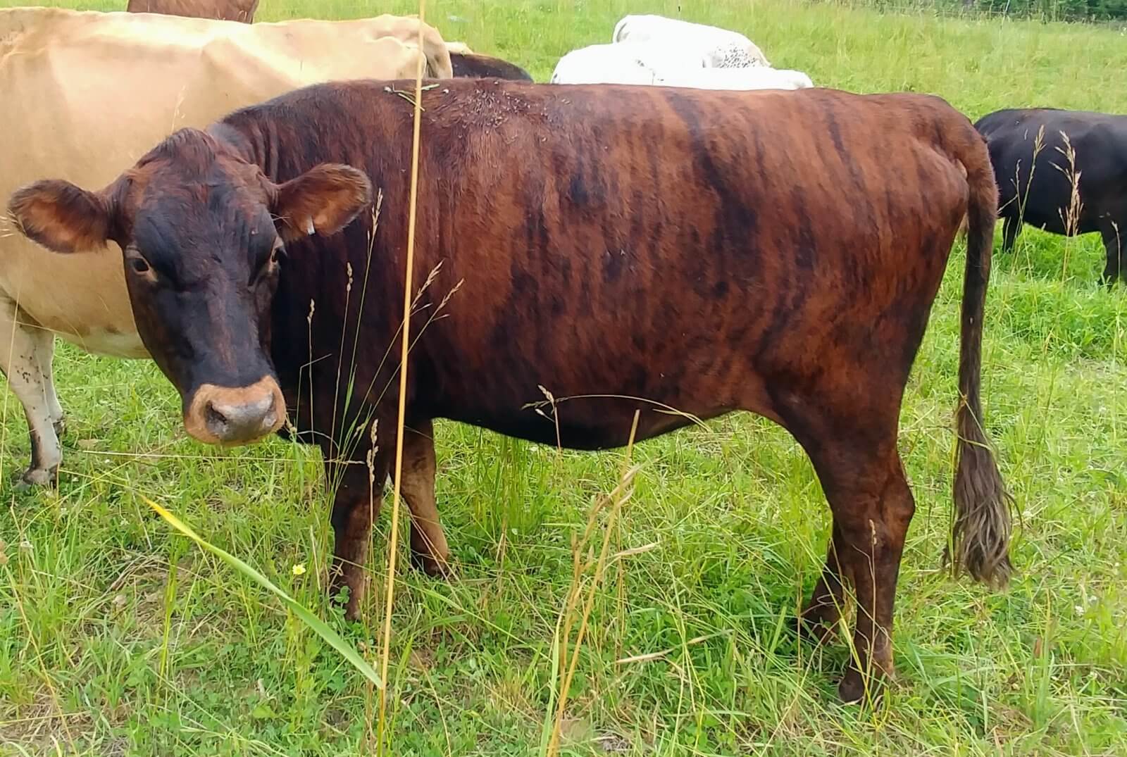 Miniature Cows For Sale