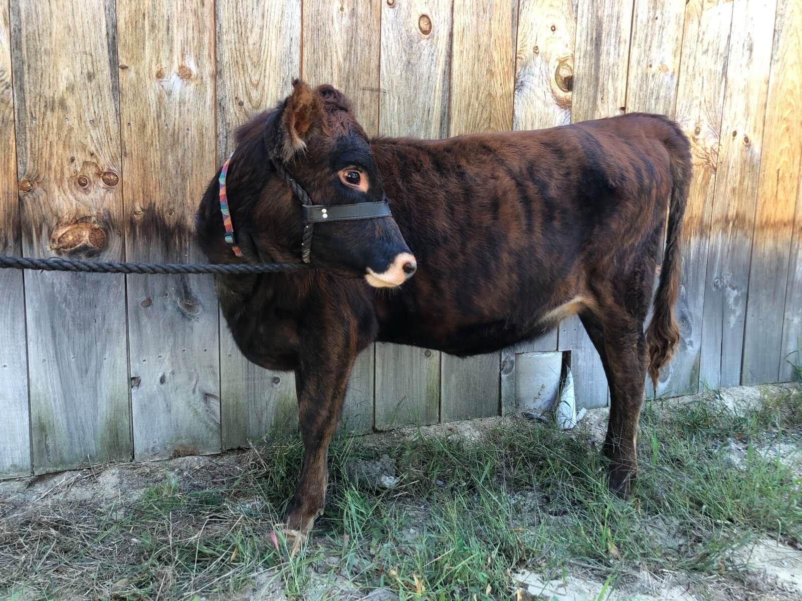 Miniature Cows For Sale