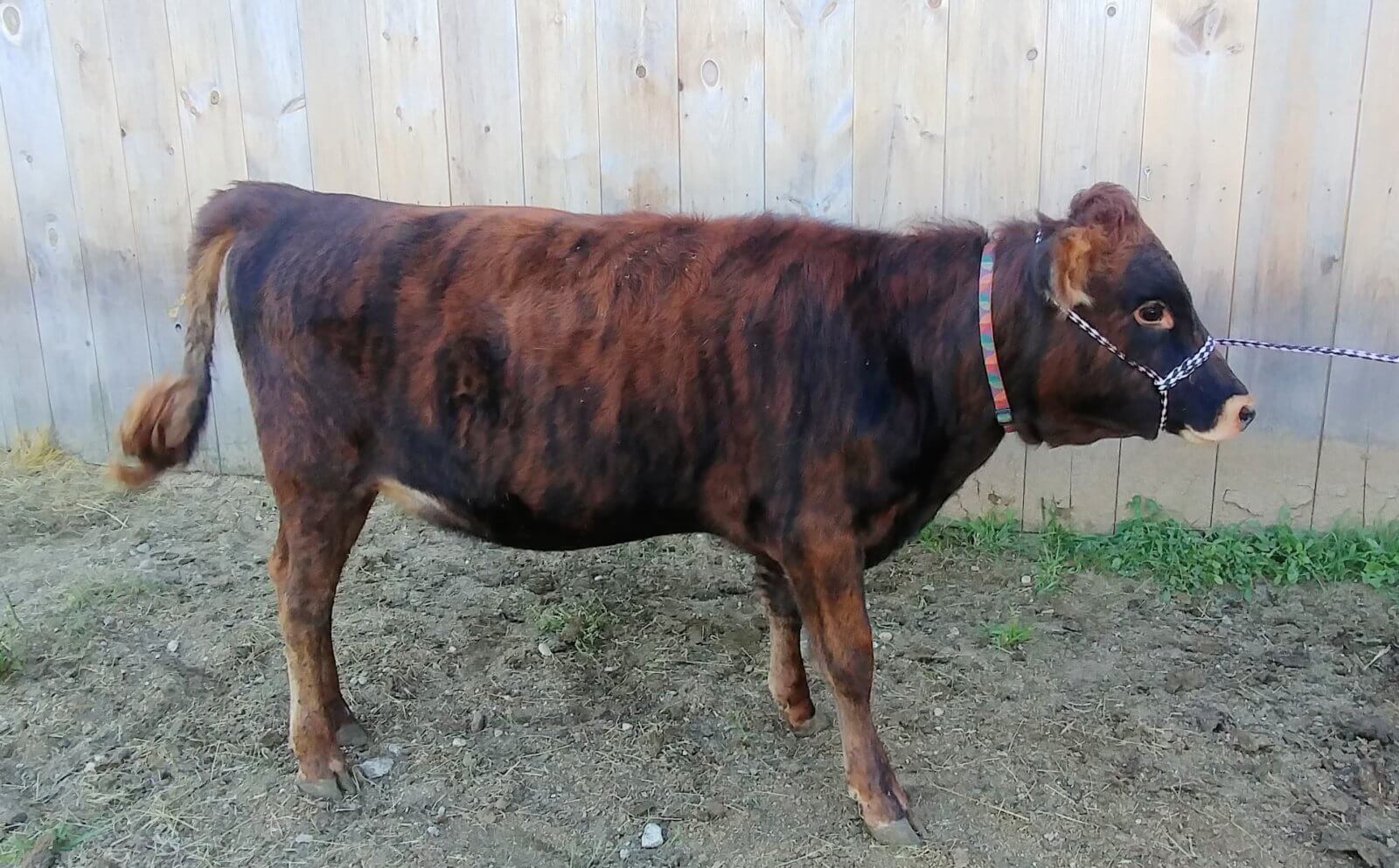 Miniature Cows For Sale