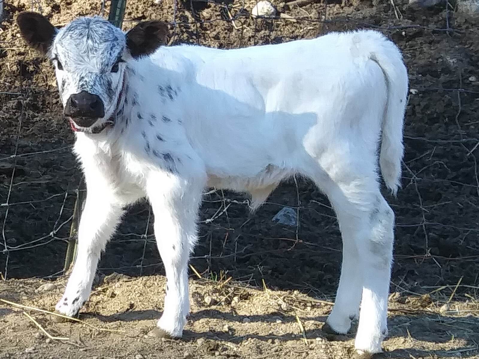 Miniature Cows For Sale